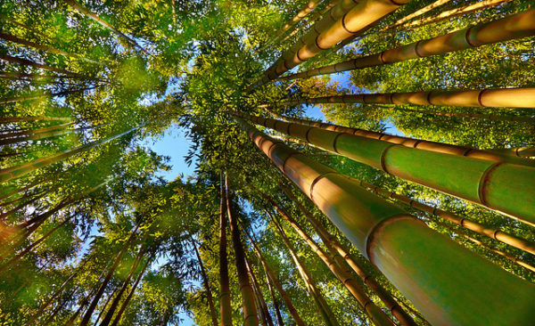 Ecopsychology: The Study of Your Relationship to the Natural World ...